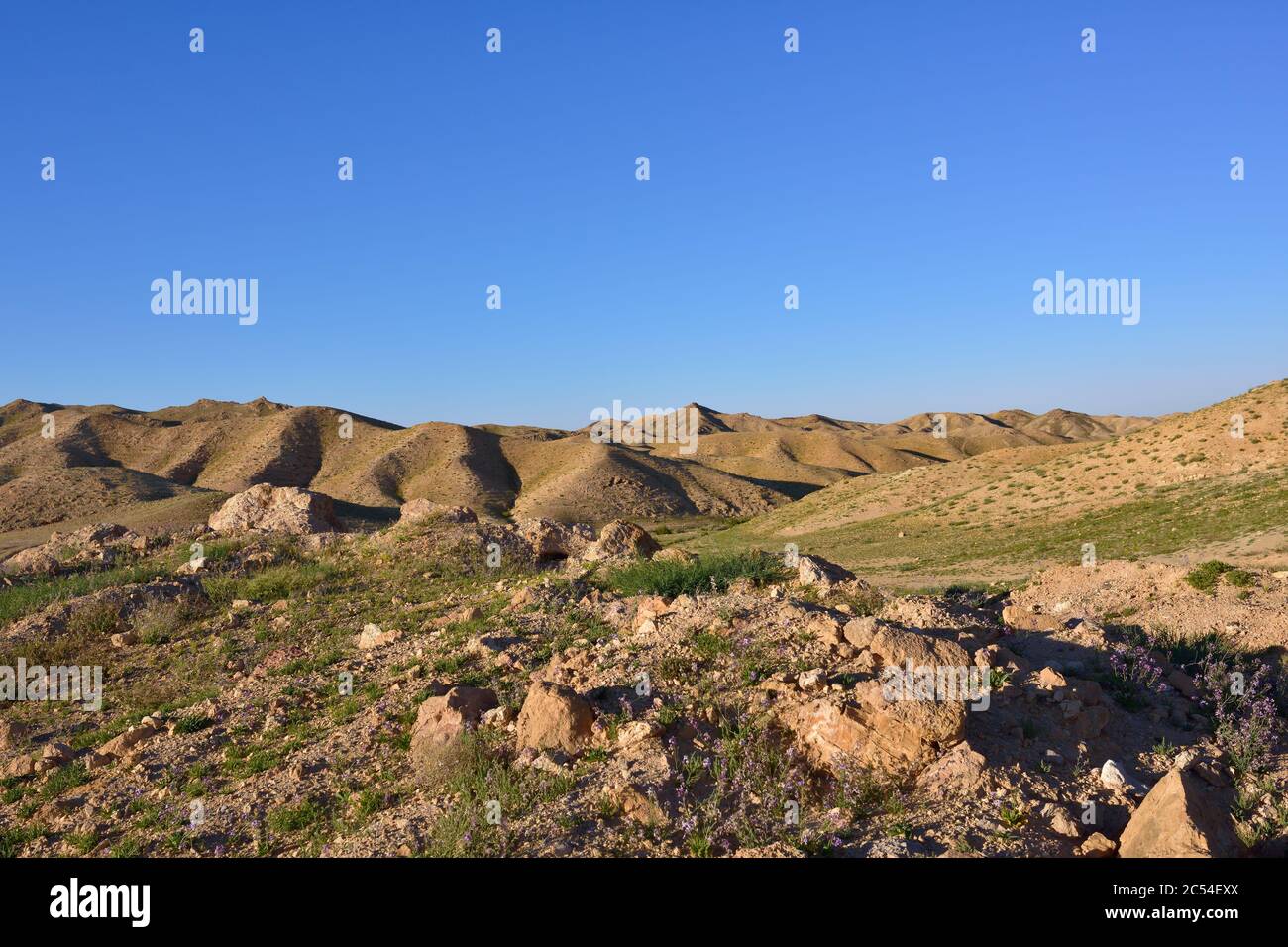Landscape with green hills in spring Negev desert at sunset, Israel ...