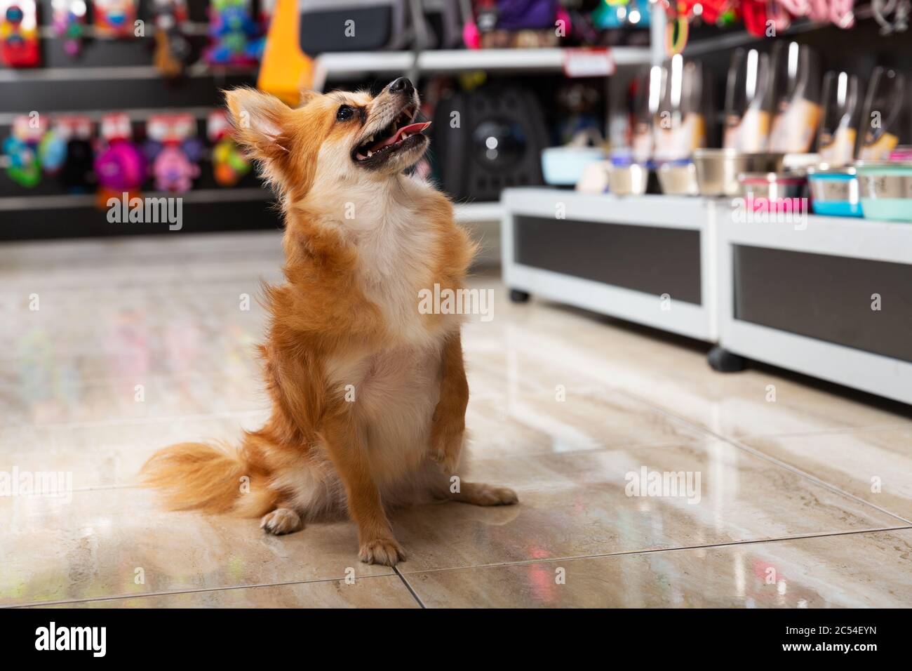 Portrait of cute little dog near different variation of goods for ...