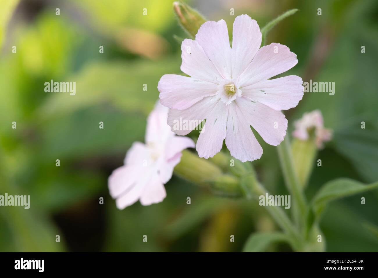 Close-Up of the Petals of the Wild Flower White Campion (Silene ...