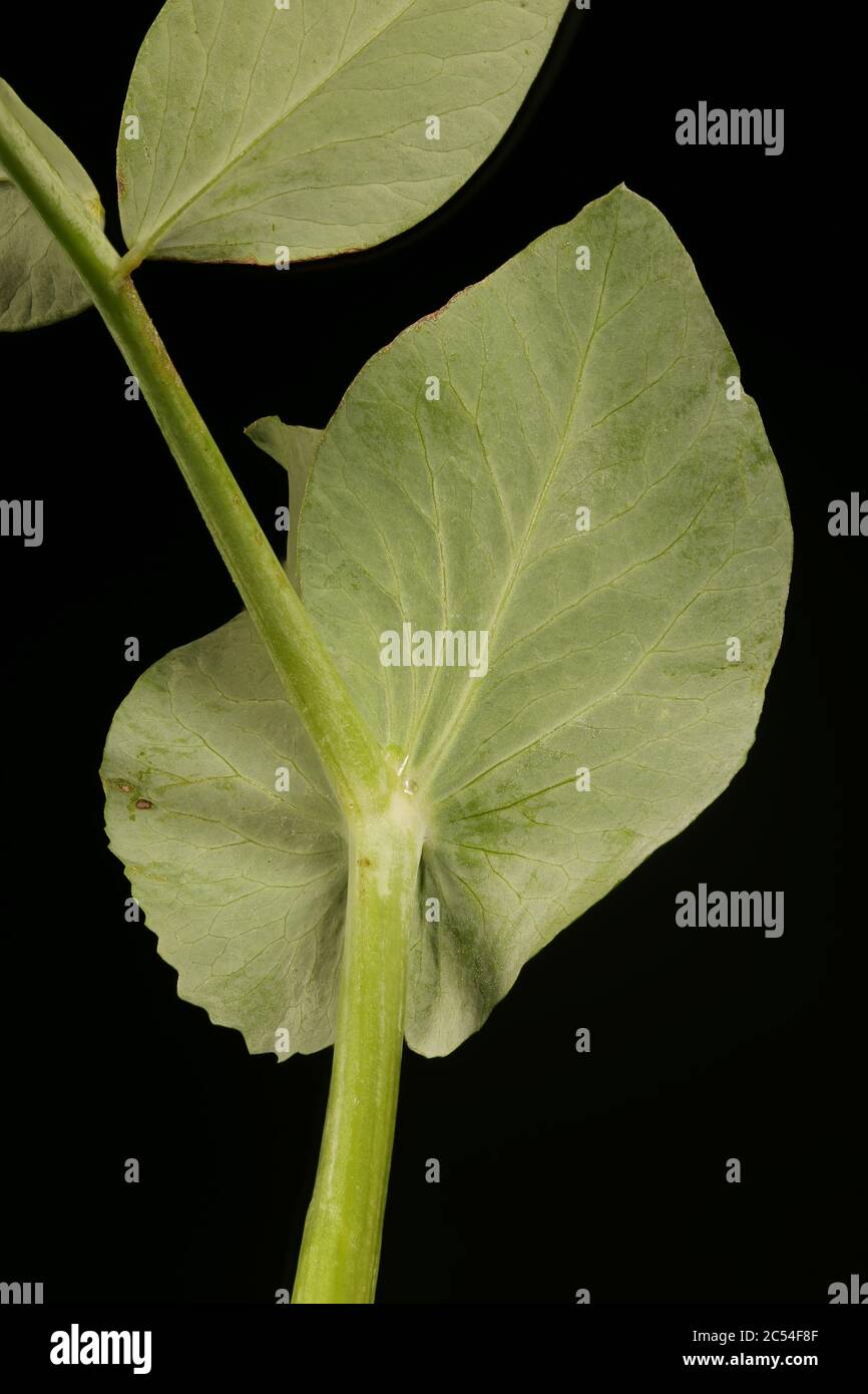 Pisum Sativum Illustration High Resolution Stock Photography and Images ...