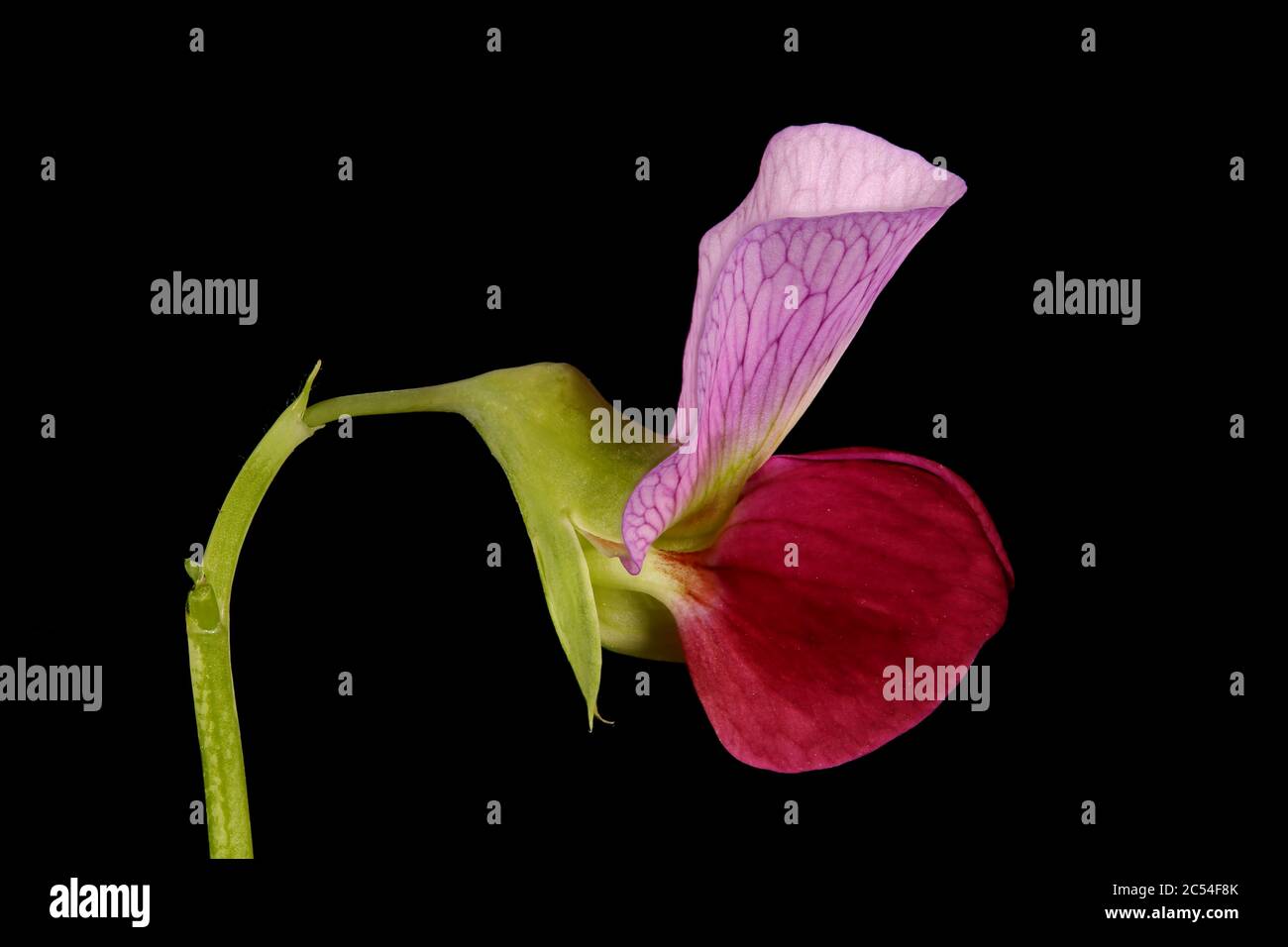 Pisum sativum flower hi-res stock photography and images - Alamy