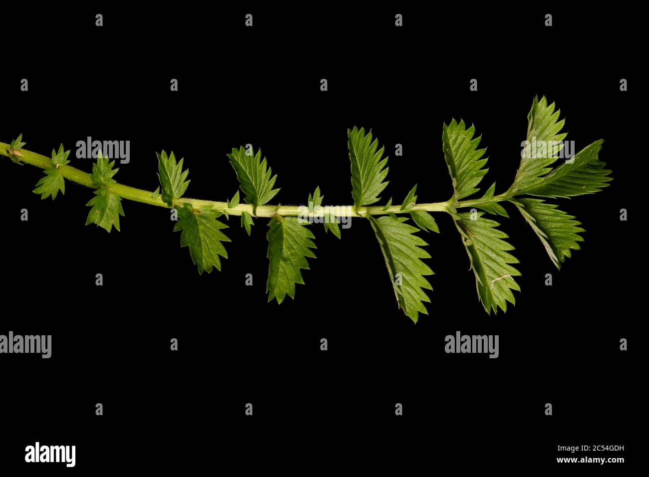 Silverweed botanical illustration hi-res stock photography and images ...