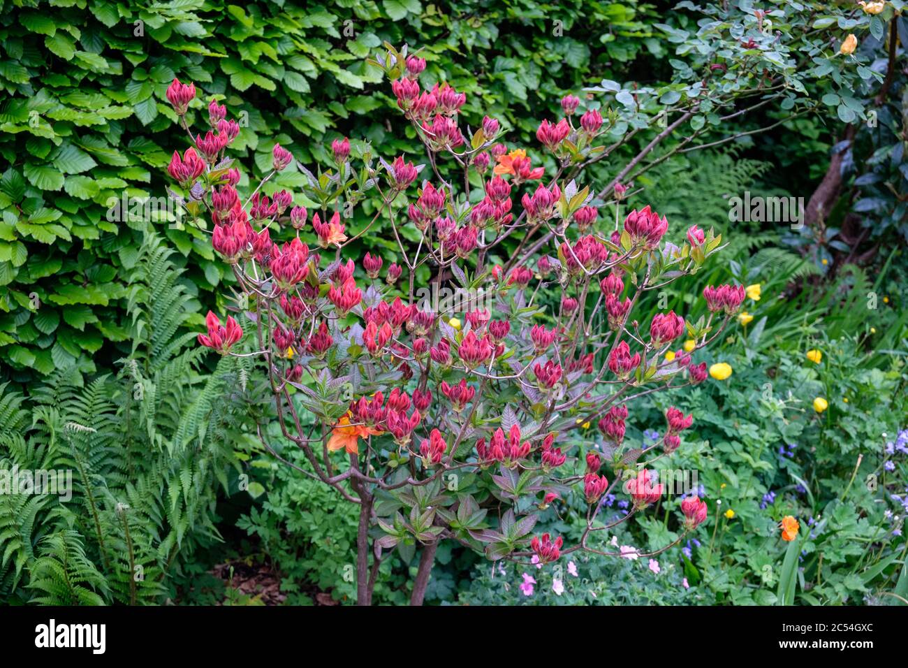 Orange azalea bush full of buds in spring Stock Photo - Alamy
