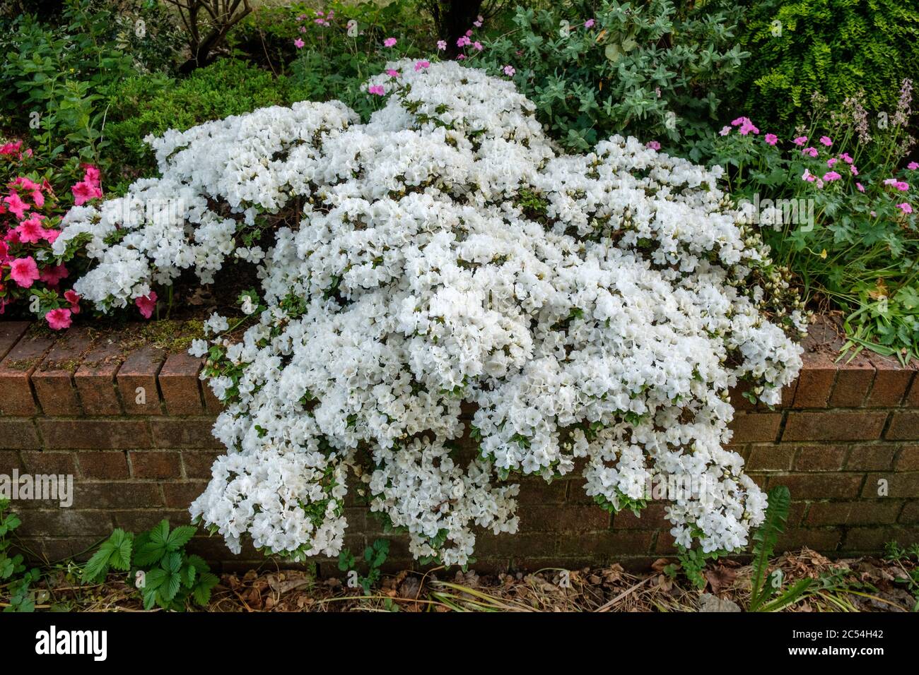 White azalea in flower growing over wall of garden of house in spring ...