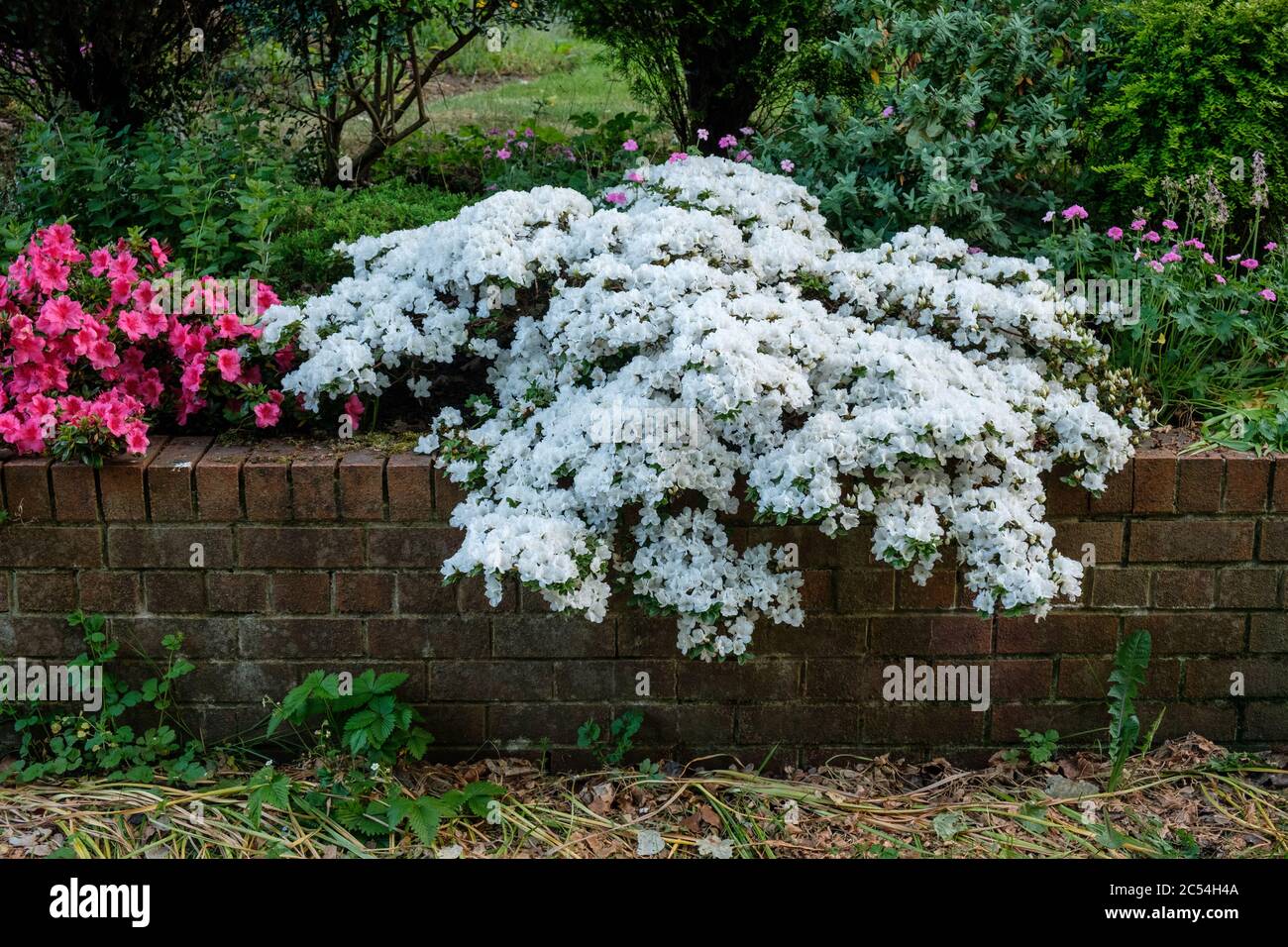 White azalea in flower growing over wall of garden of house in spring ...
