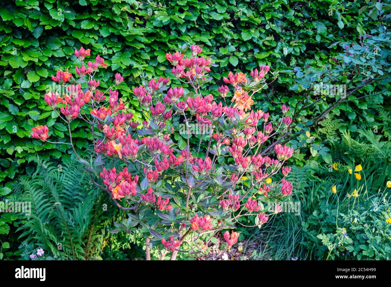 Azaleas in full spring hi-res stock photography and images - Alamy