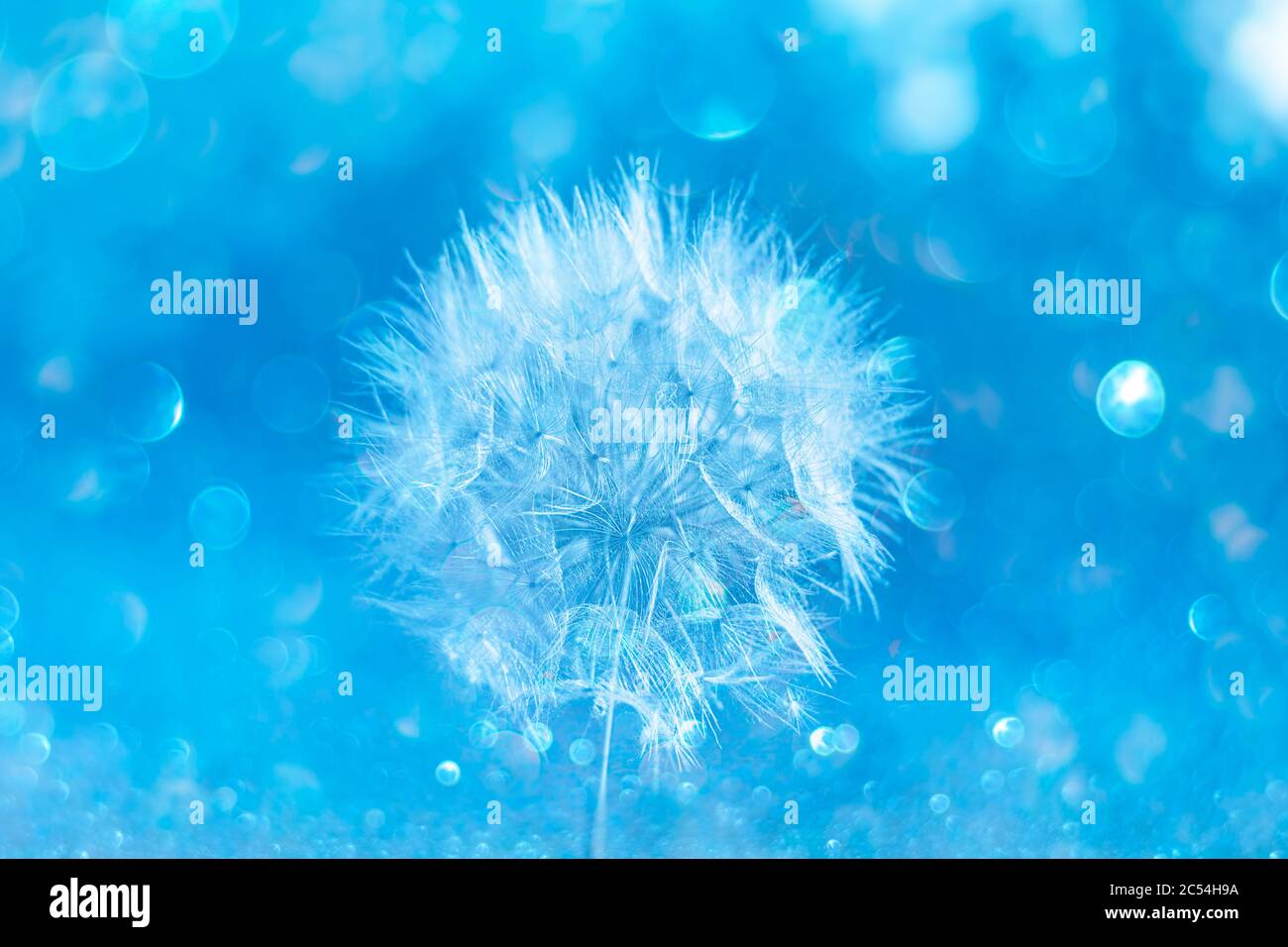 A close up of a magic dandelion on a blue background. Simplicity theory ...