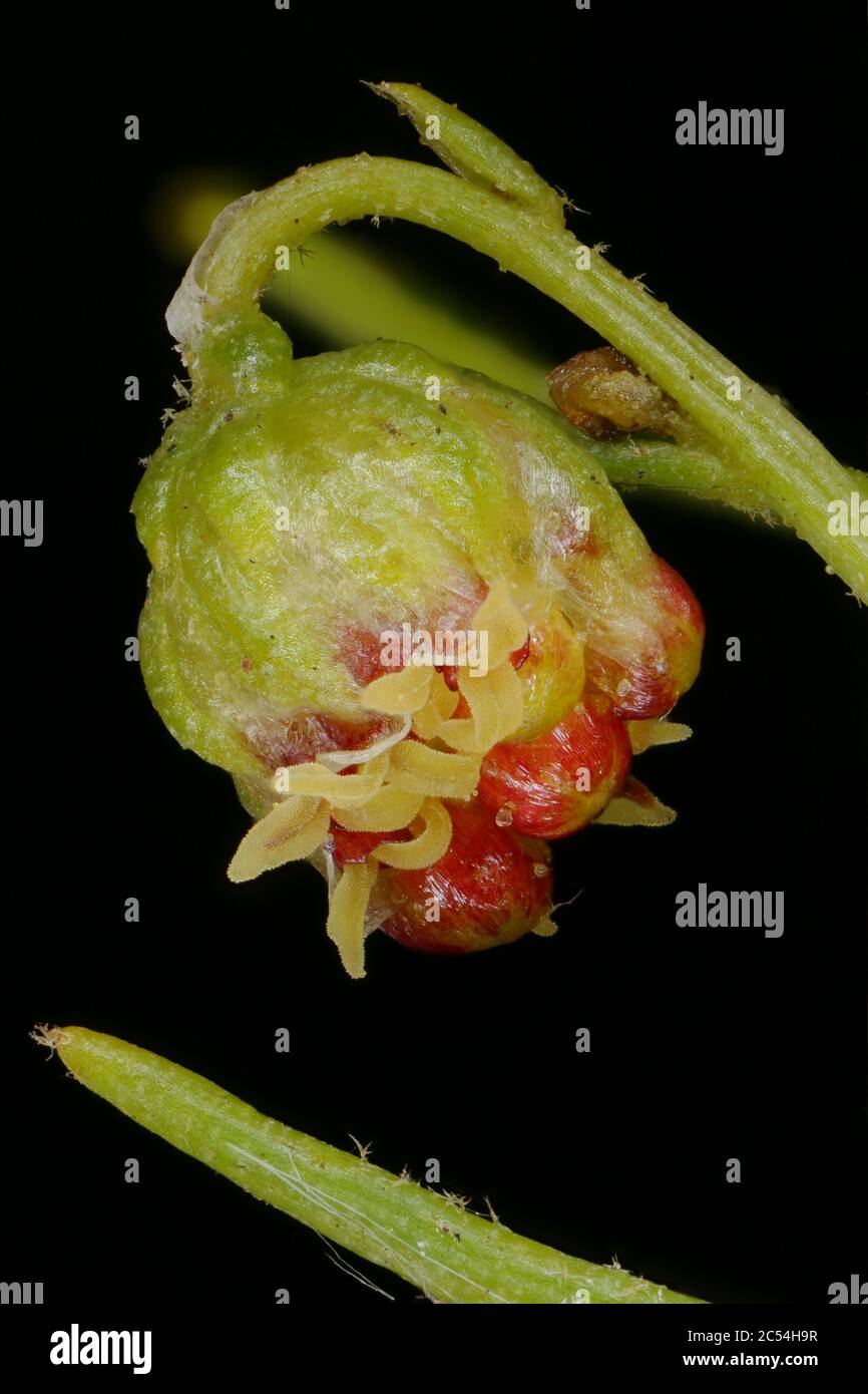 Inflorescence (capitulum) hi-res stock photography and images - Alamy