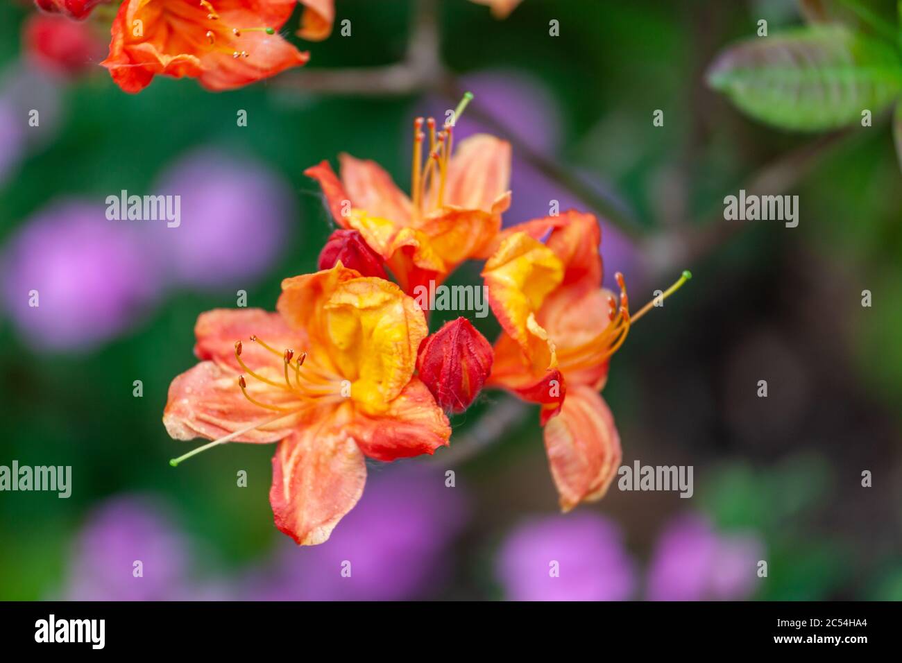 Orange azalea flowers in garden in spring Stock Photo - Alamy