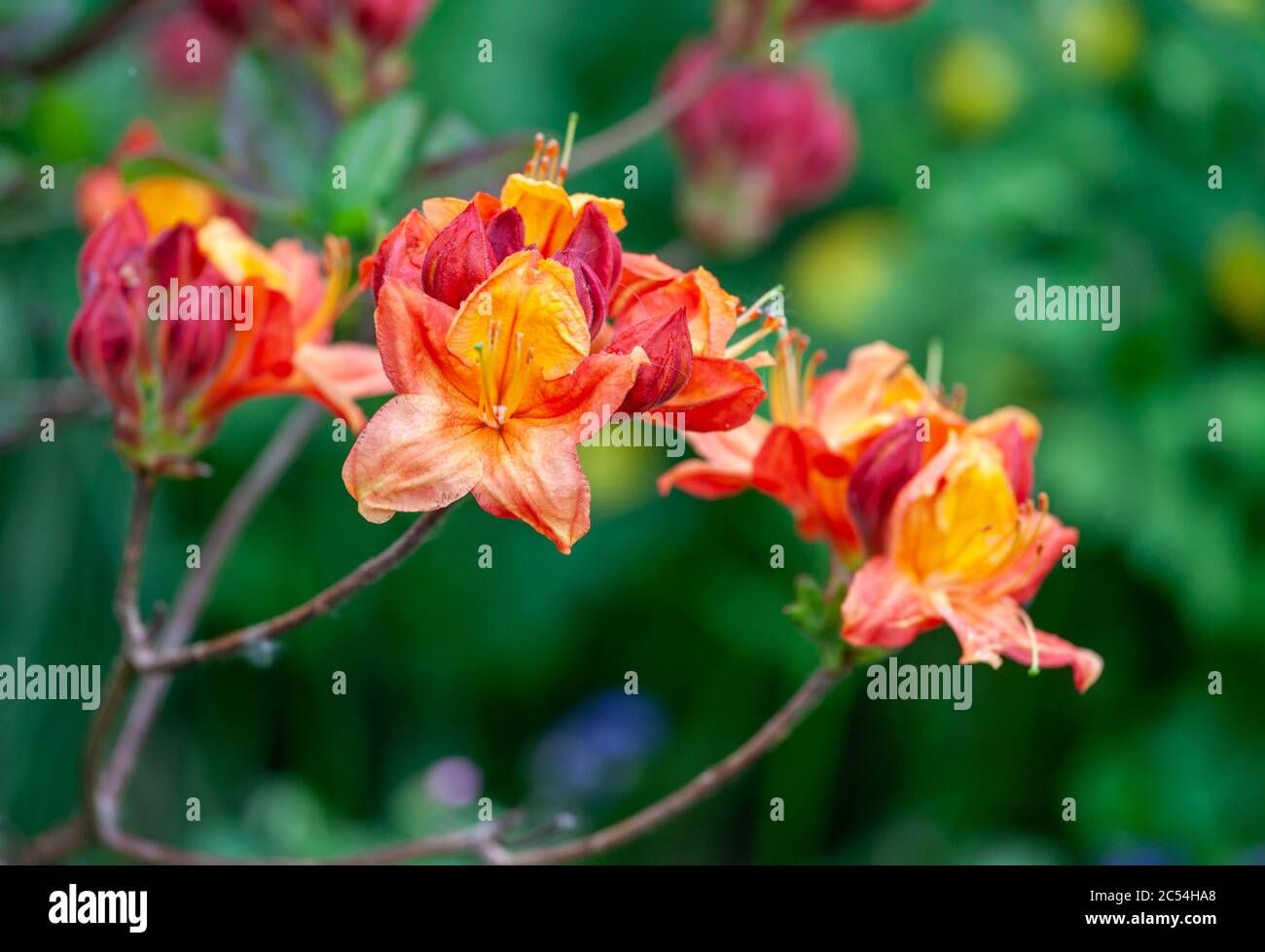 Orange azalea flowers in garden in spring Stock Photo - Alamy