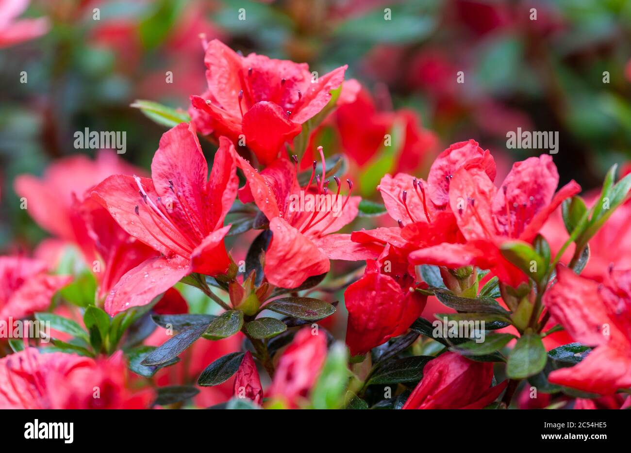Red azalea flowers Stock Photo - Alamy