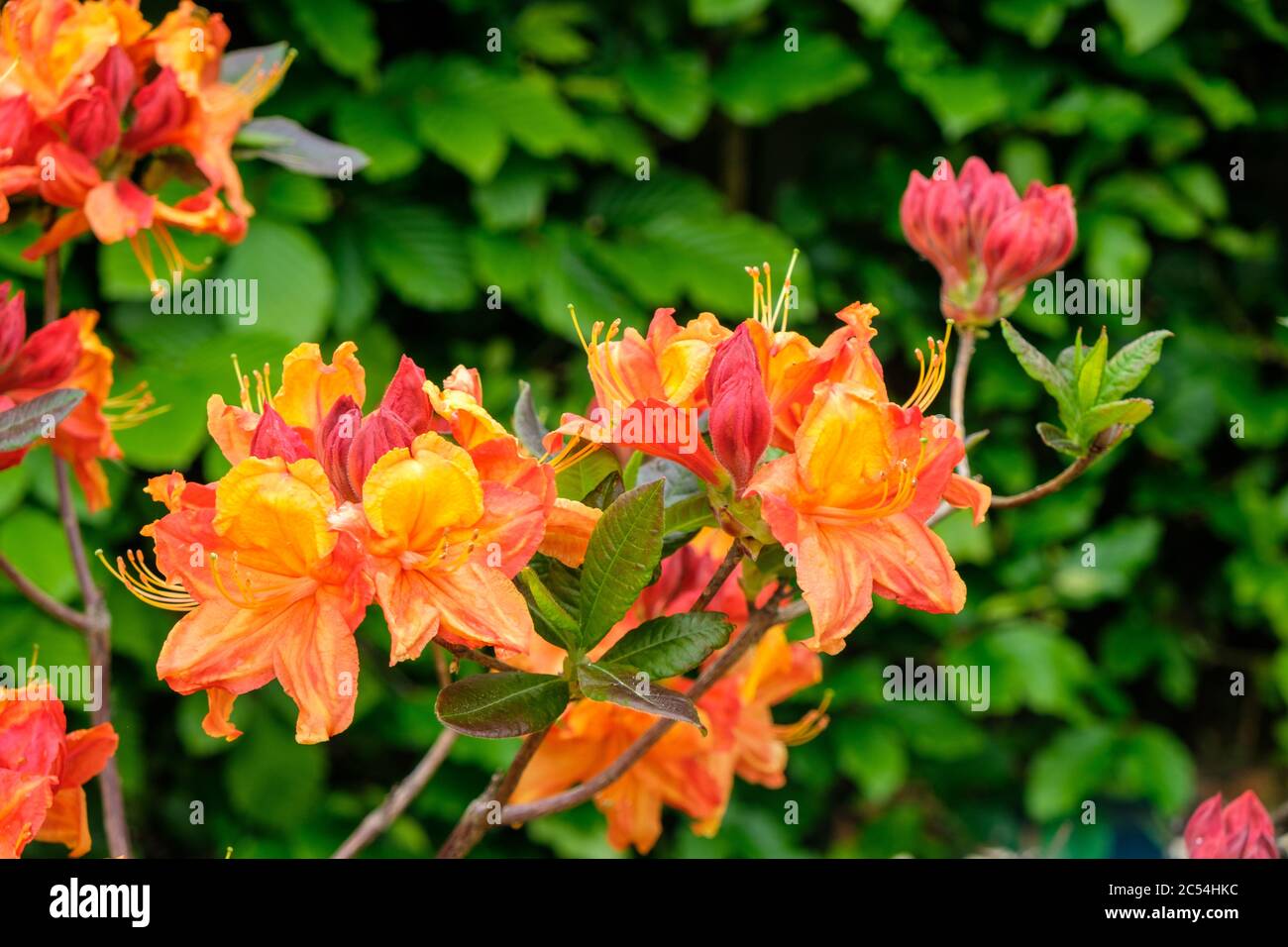 Orange azalea flowers in garden in spring Stock Photo - Alamy
