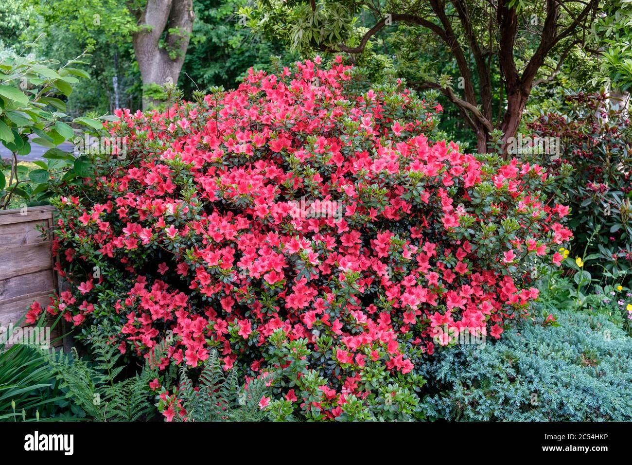 Aerial view of red azalea bush in flower in UK garden in spring Stock ...