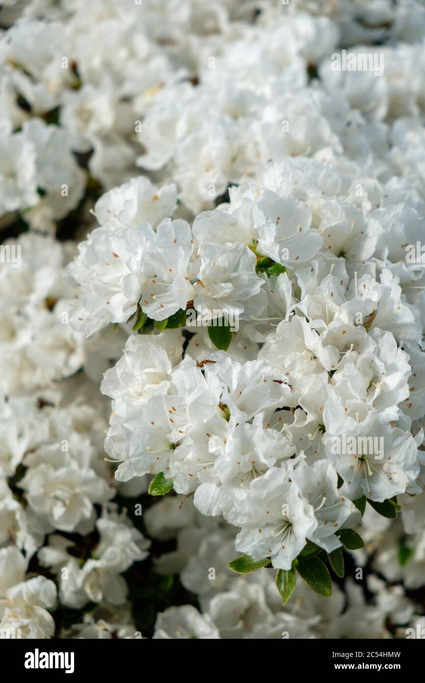 White azalea flowers in spring Stock Photo - Alamy