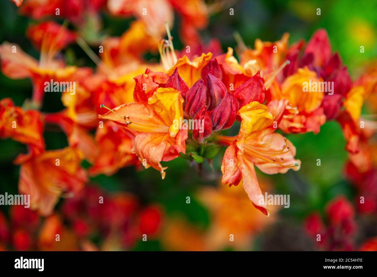 Orange azalea flowers in garden in spring Stock Photo - Alamy