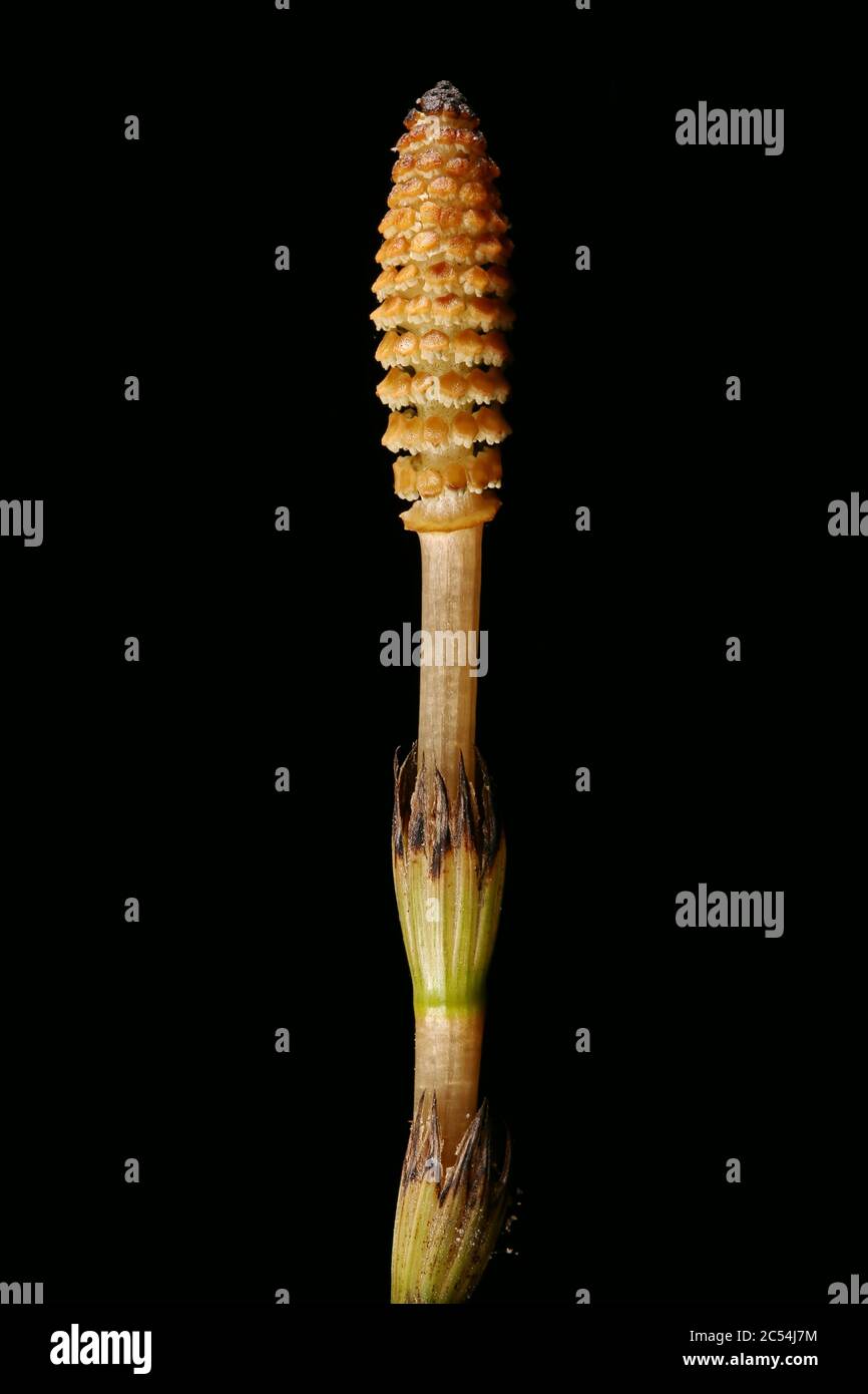 Equisetum arvense illustration hi-res stock photography and images - Alamy
