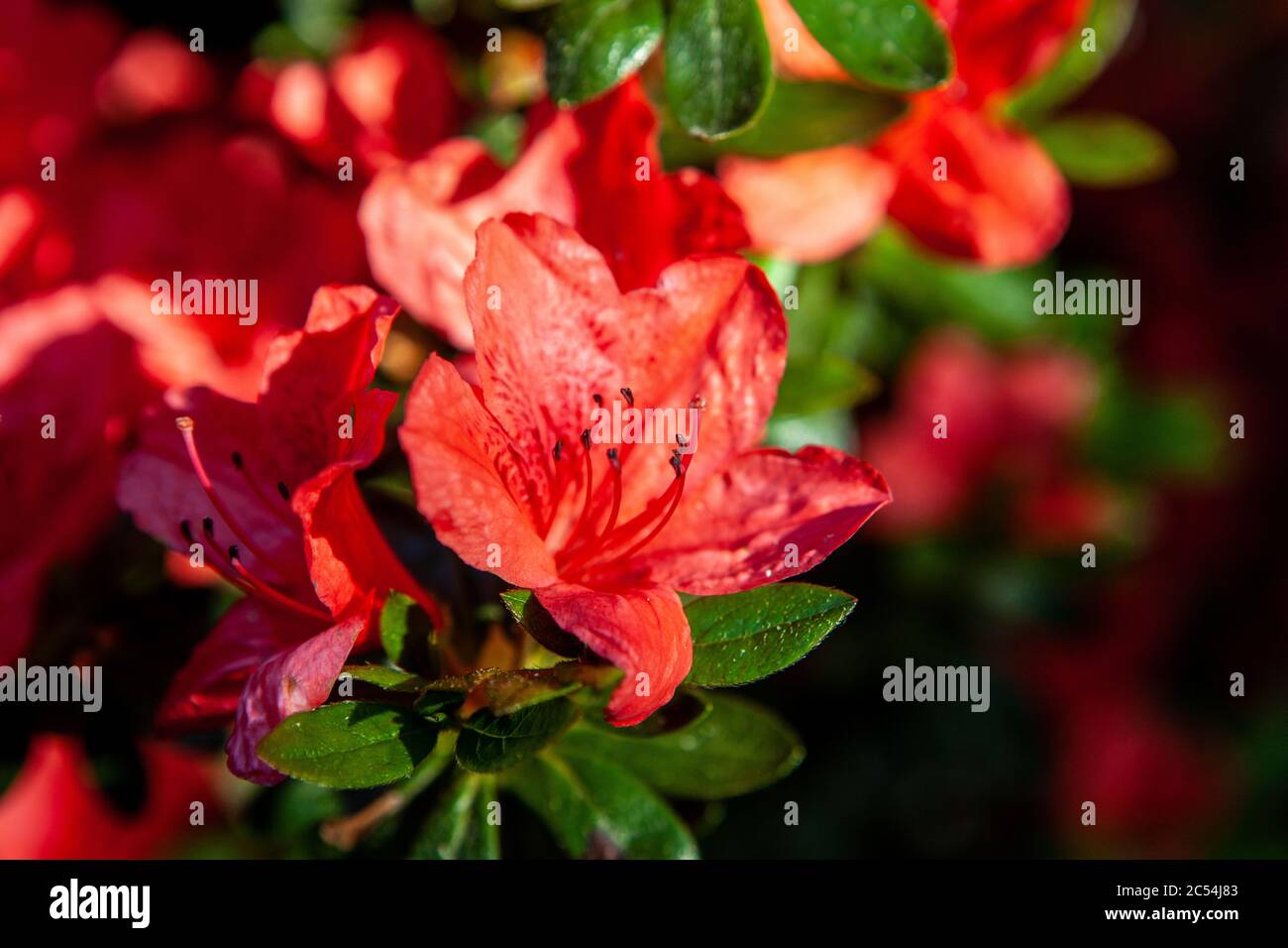 Red azalea flowers Stock Photo - Alamy