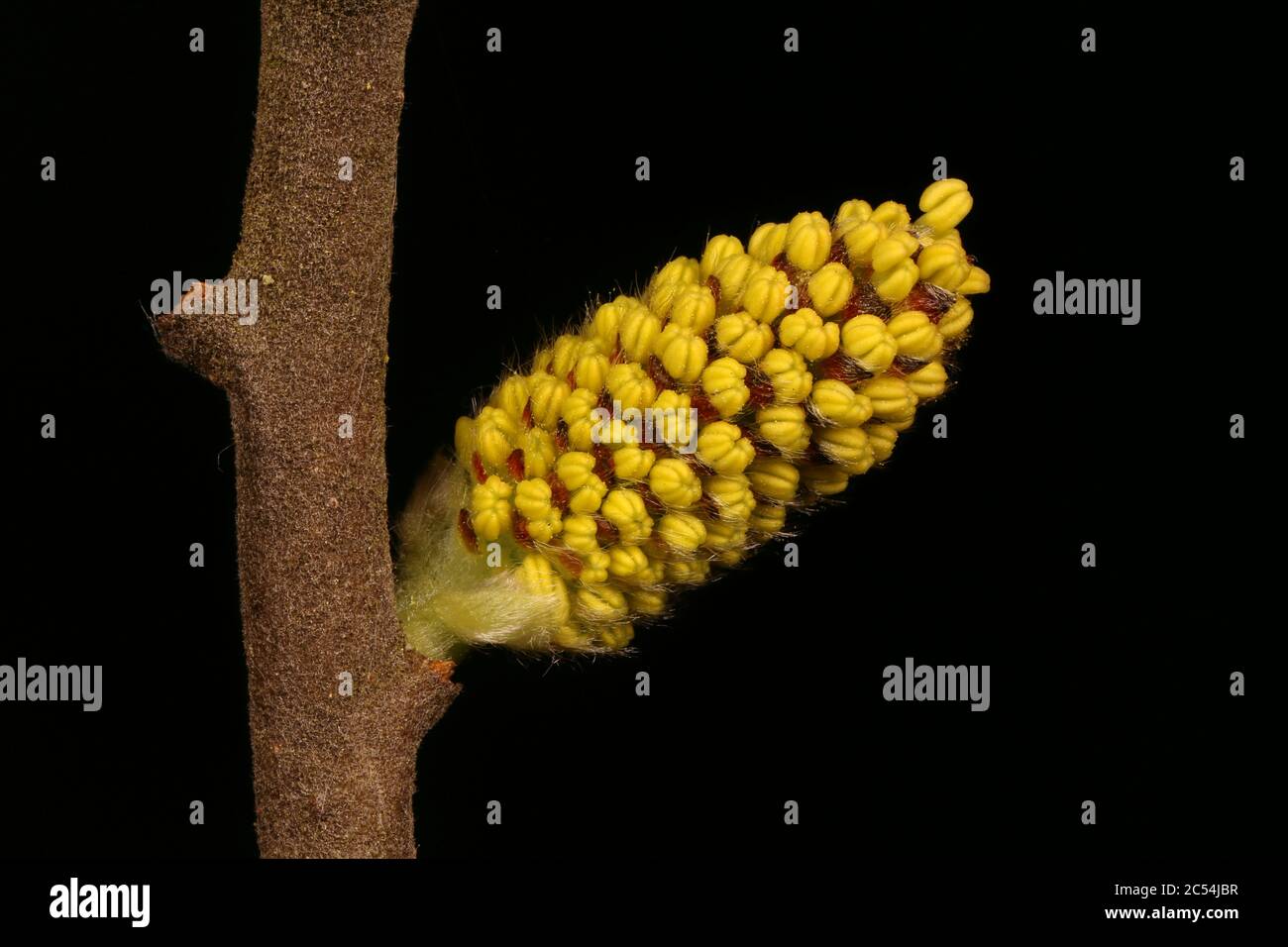 Salix Cinerea Botanical Illustration High Resolution Stock Photography ...