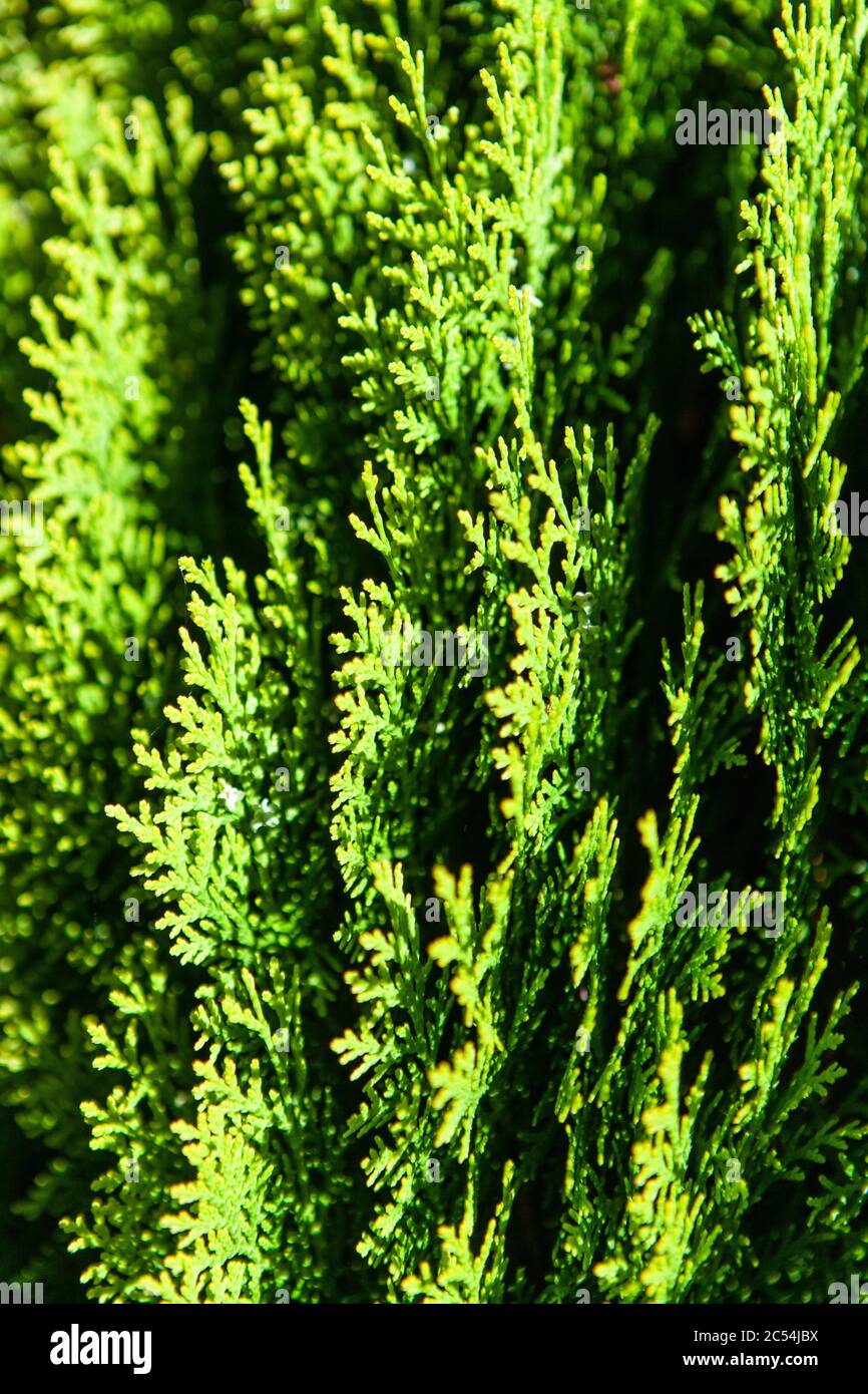 Close-up of conifers growing in UK garden in spring Stock Photo - Alamy