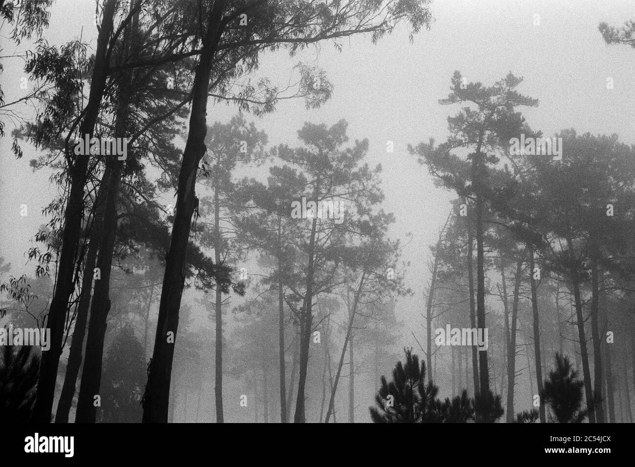 Greyscale shot of the tall trees in the foggy forest Stock Photo - Alamy