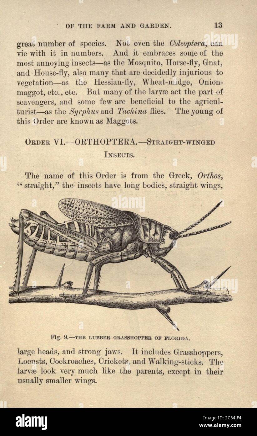 Injurious insects of the farm and garden (Page 13 Stock Photo - Alamy