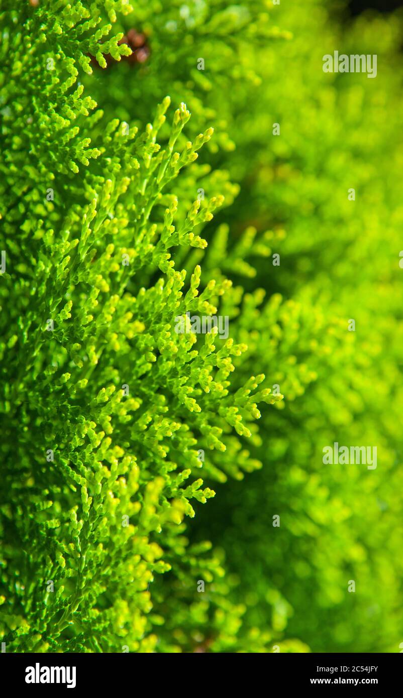 Close-up of conifers growing in UK garden in spring Stock Photo - Alamy