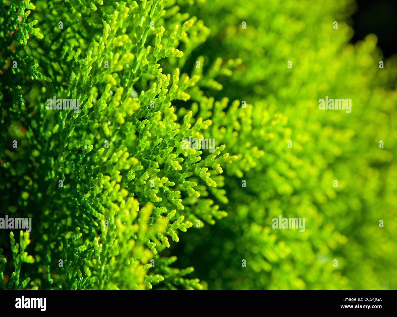 Close-up of conifers growing in UK garden in spring Stock Photo - Alamy