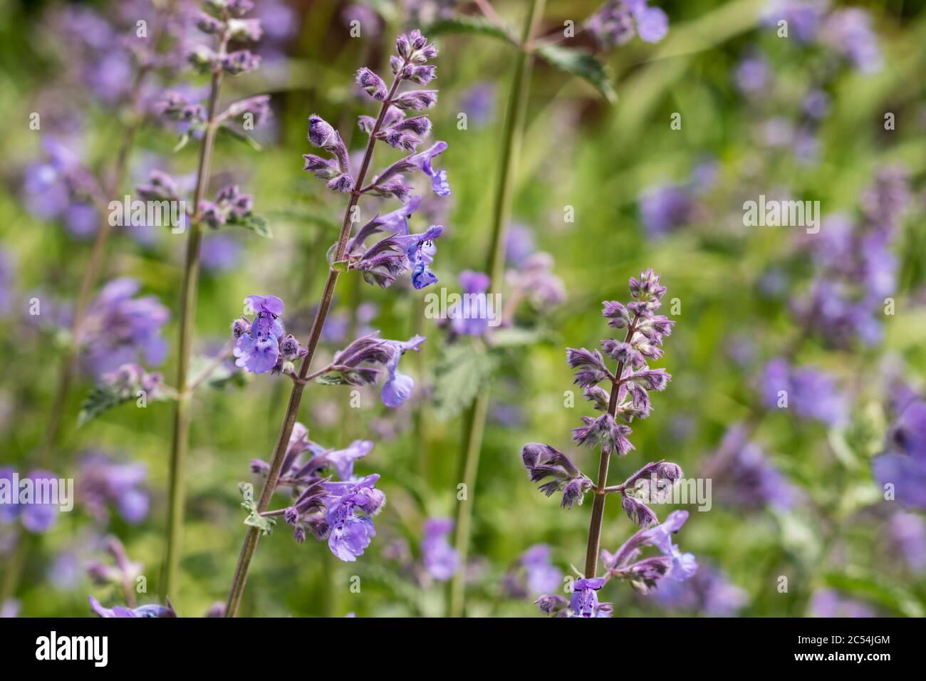 Catnip plant hi-res stock photography and images - Alamy