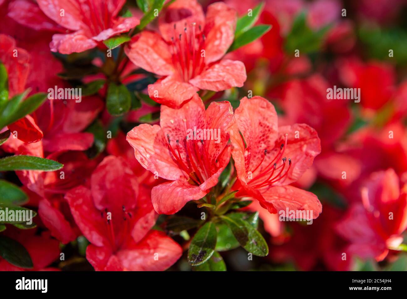 Red azalea flowers Stock Photo - Alamy