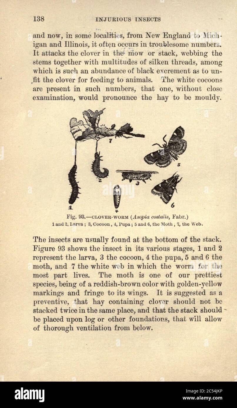 Injurious insects of the farm and garden (Page 138 Stock Photo - Alamy