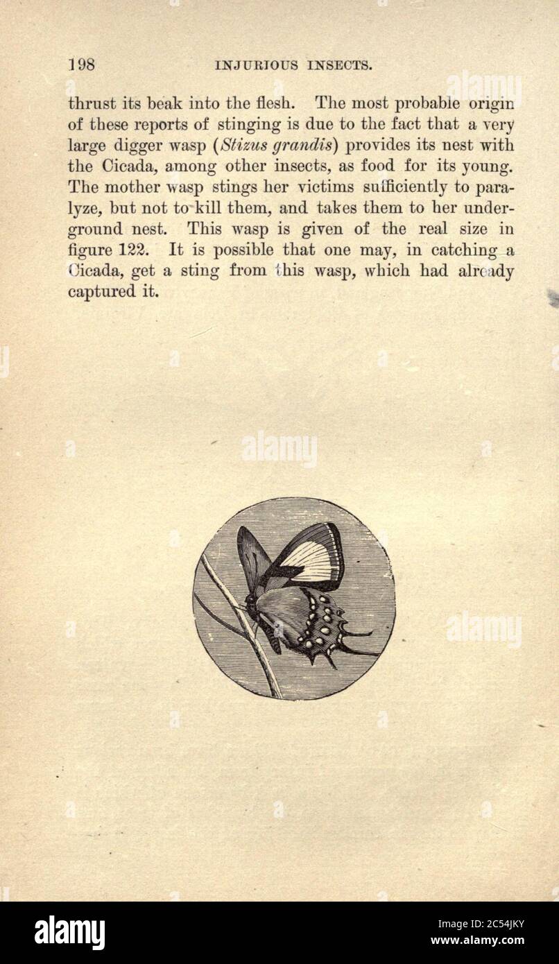 Injurious insects of the farm and garden (Page 198 Stock Photo - Alamy