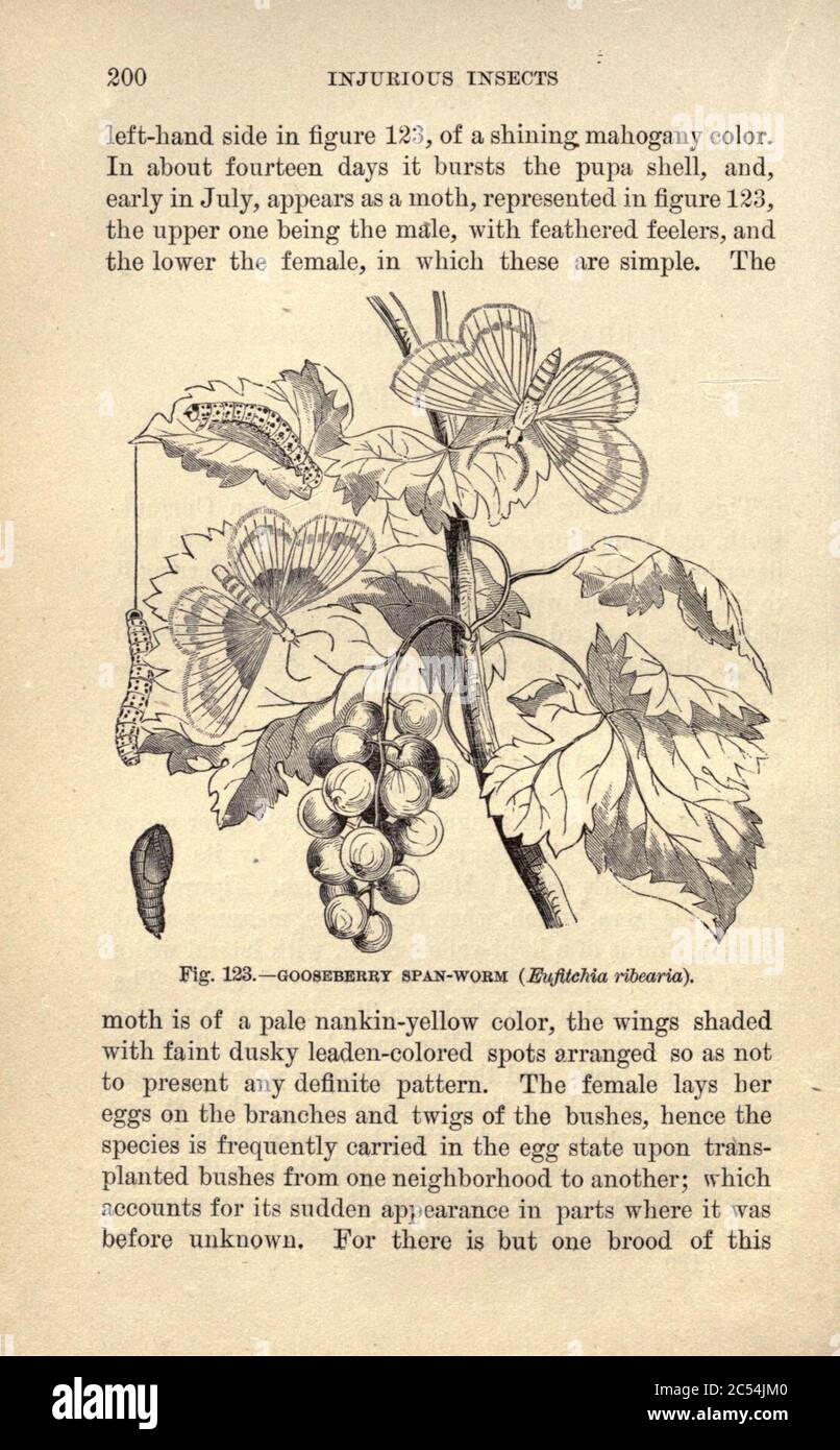 Injurious insects of the farm and garden (Page 200 Stock Photo - Alamy