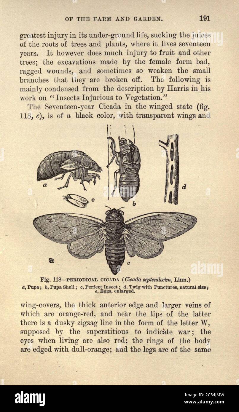 Injurious insects of the farm and garden (Page 191 Stock Photo - Alamy