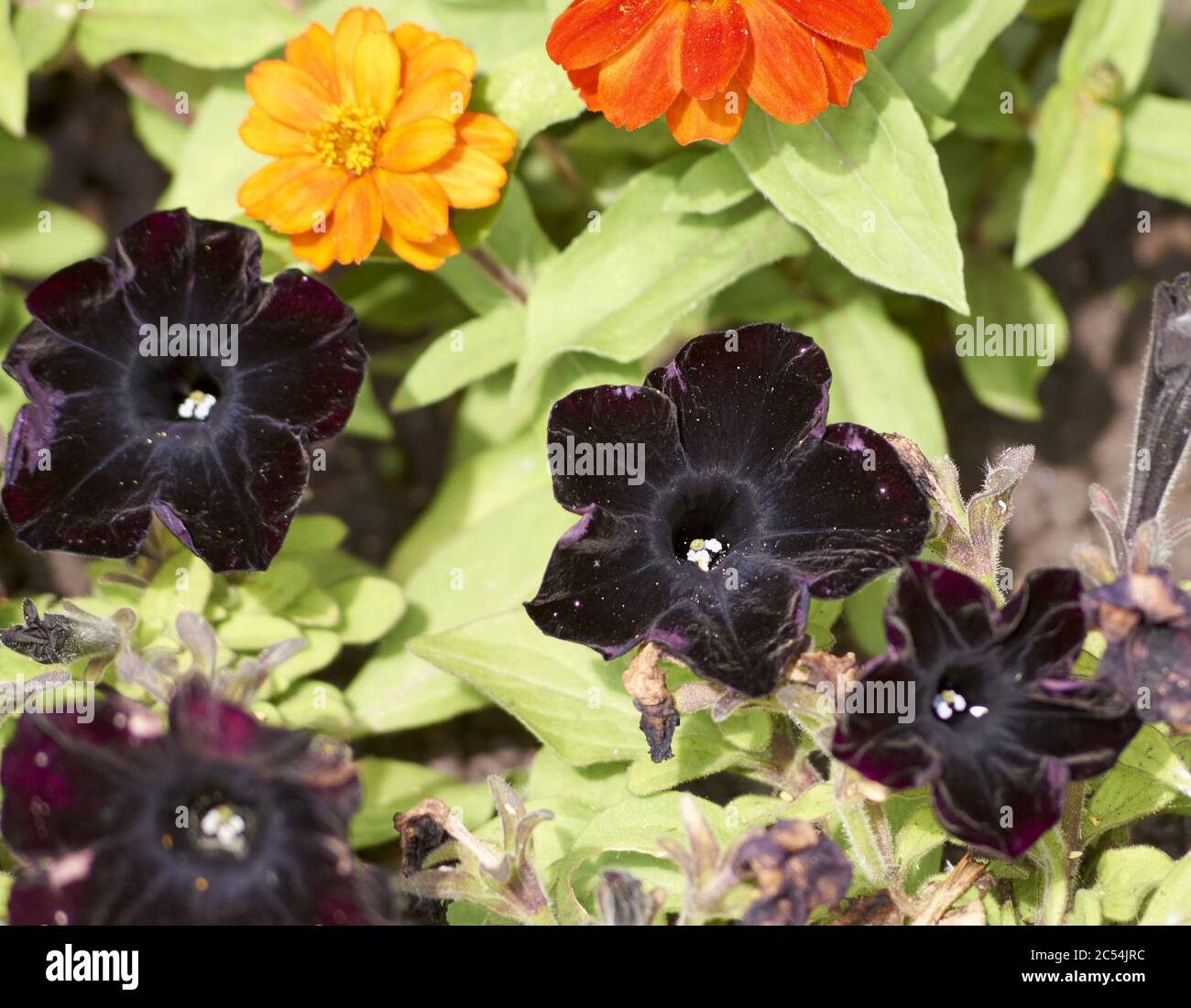 Black petunias hi-res stock photography and images - Alamy