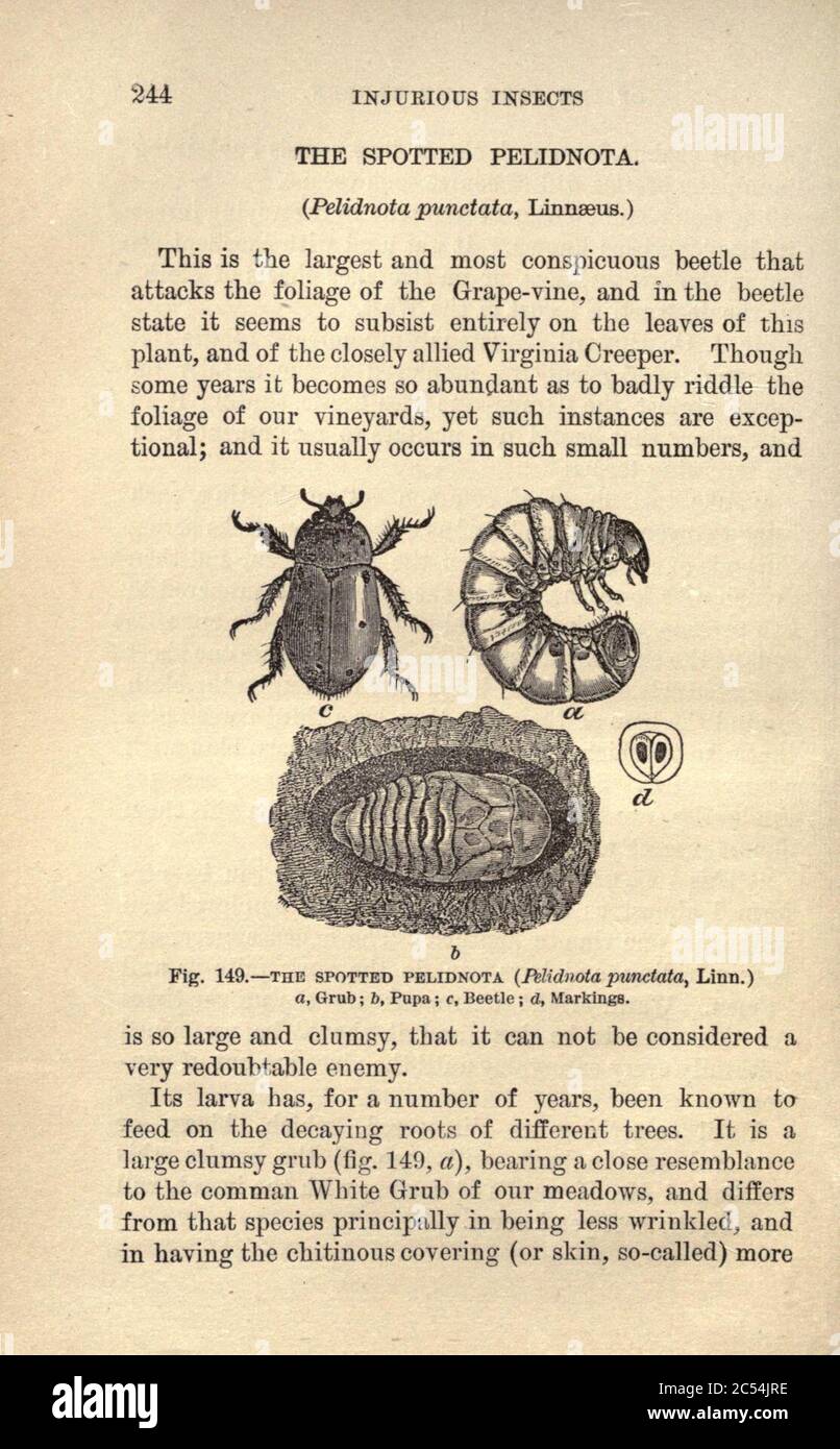 Injurious insects of the farm and garden (Page 244 Stock Photo - Alamy