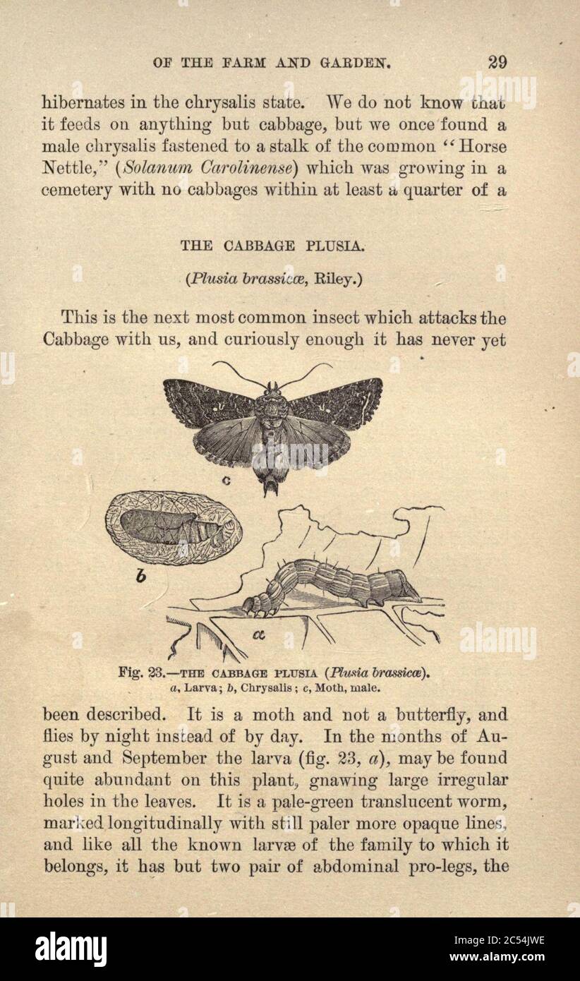Injurious insects of the farm and garden (Page 29 Stock Photo - Alamy