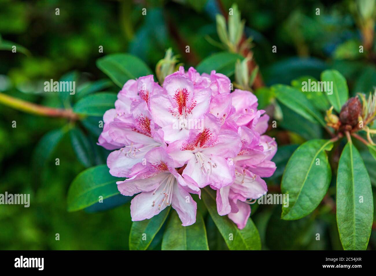 Rhododendron border hi-res stock photography and images - Alamy