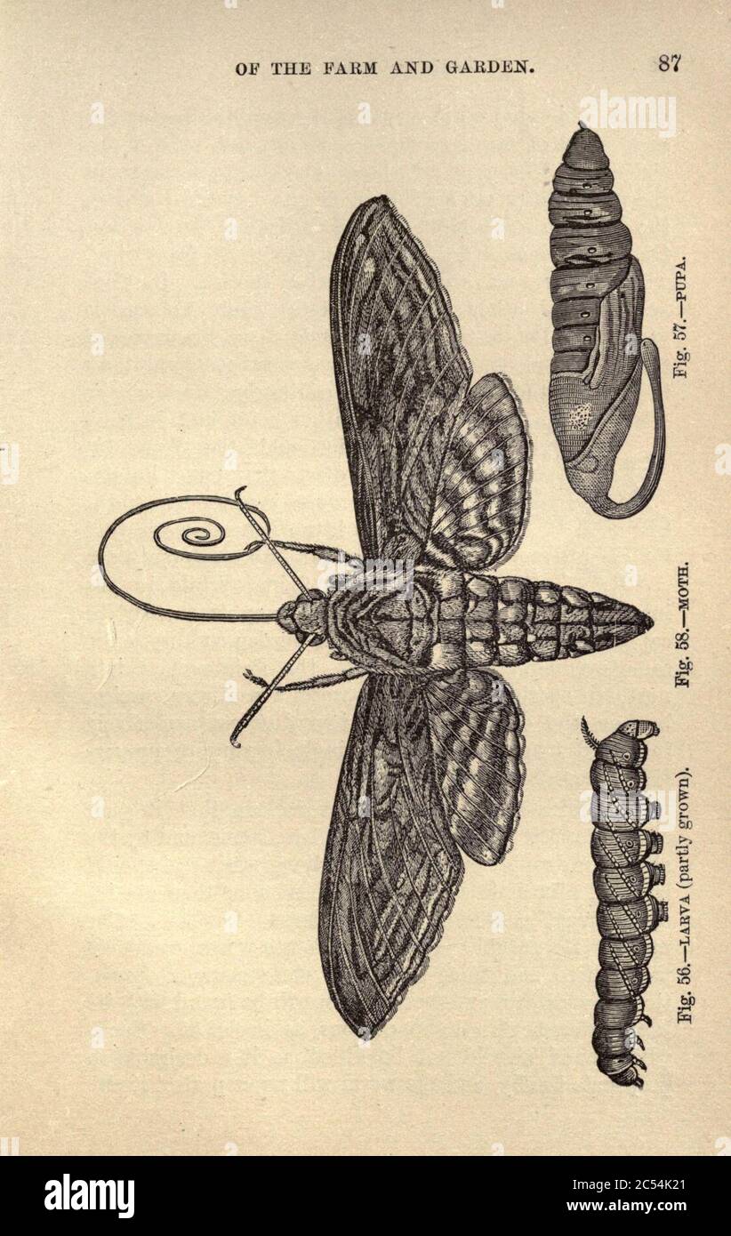 Injurious insects of the farm and garden (Page 87 Stock Photo - Alamy