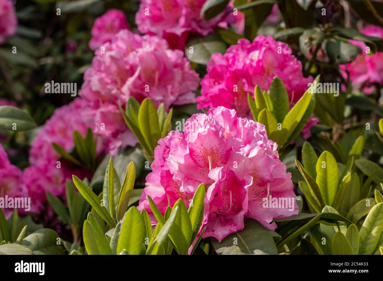 Blooming rhododendrons in the park hi-res stock photography and images ...