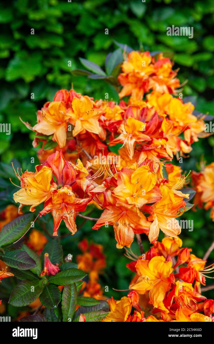 Orange azalea flowers in garden in spring Stock Photo - Alamy