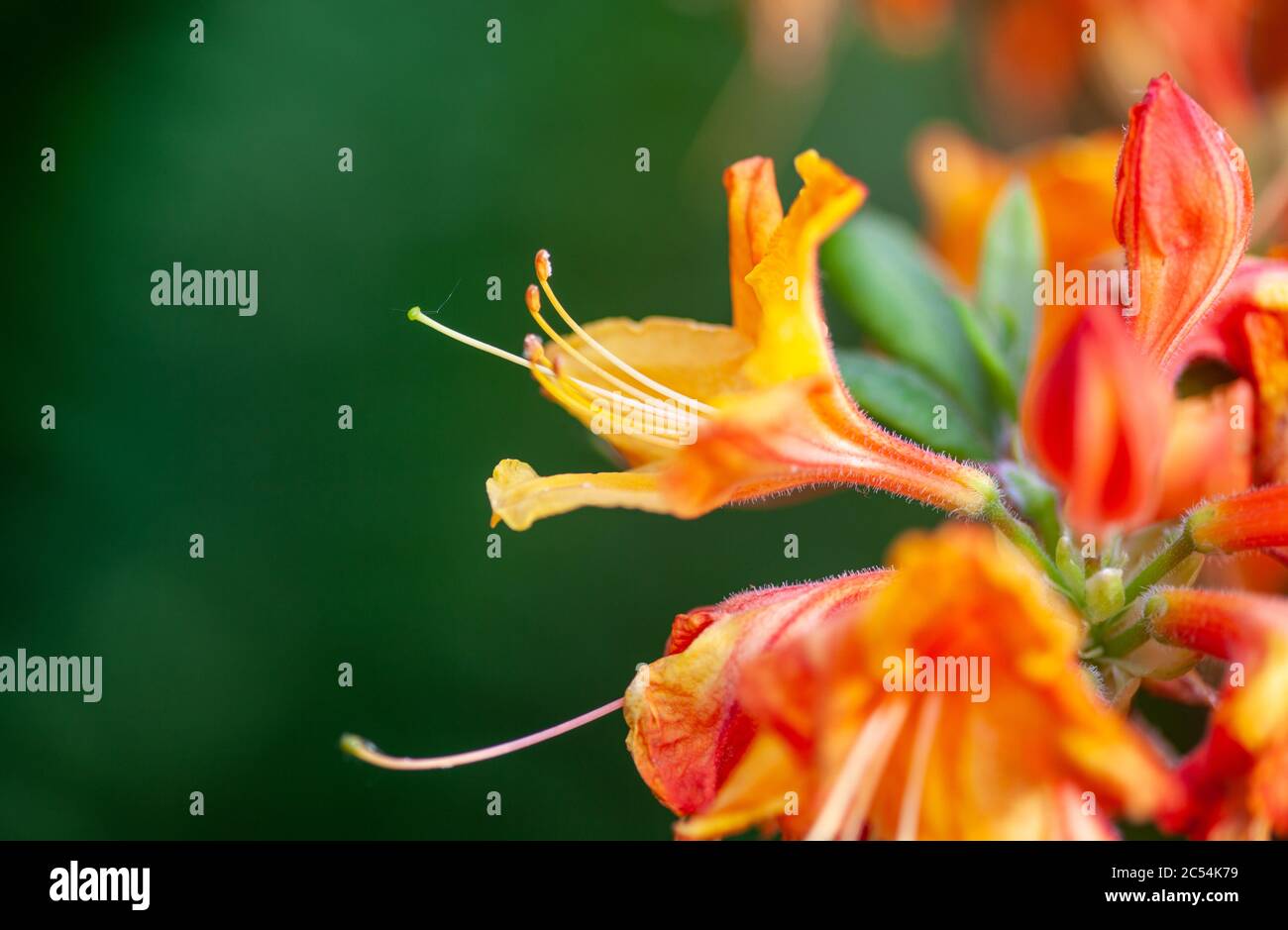 Orange azalea flowers in garden in spring Stock Photo - Alamy