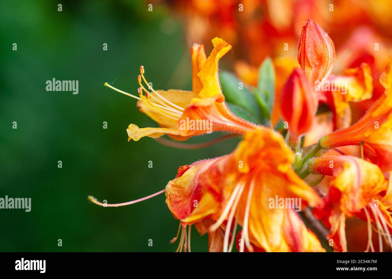 Orange azalea flowers in garden in spring Stock Photo - Alamy