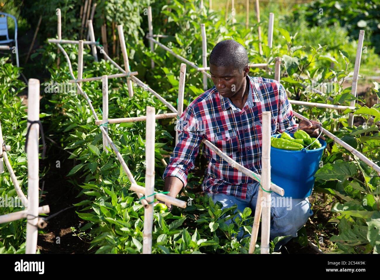 African-american farmer harvesting bell peppers on plantation Stock ...
