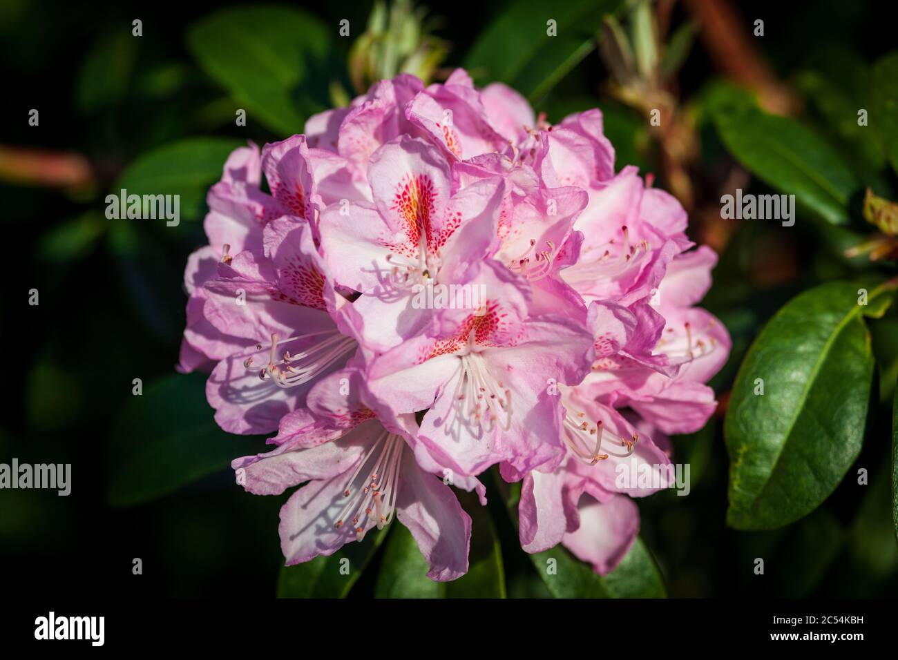White and pink rhododendrons hi-res stock photography and images - Alamy