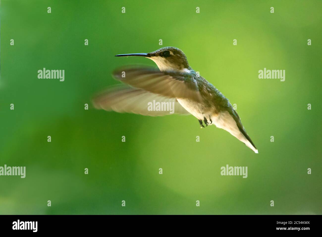 Female Ruby Throated Hummingbird in flight near a feeder Stock Photo ...
