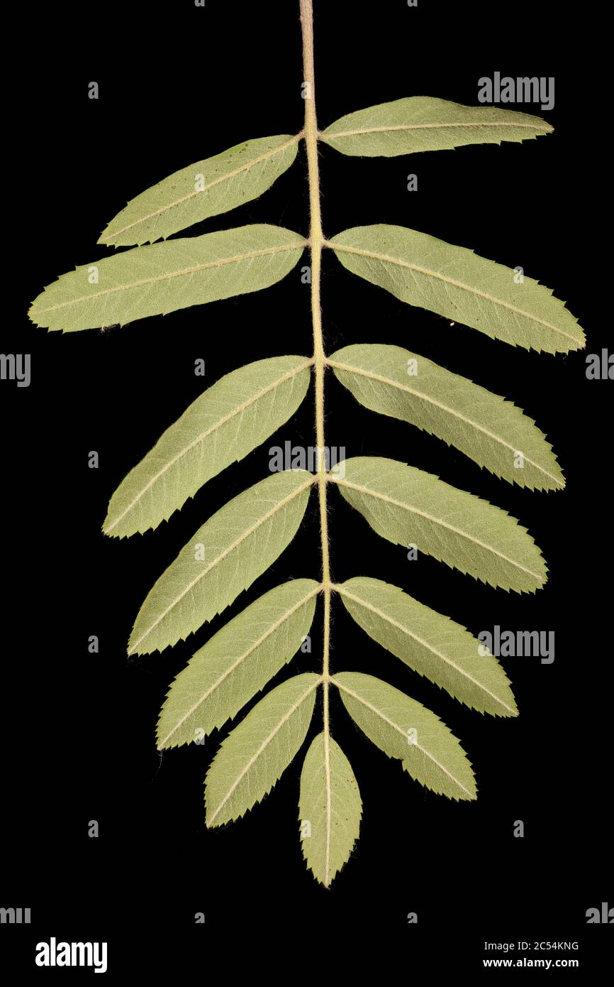 Sorbus Aucuparia Illustration High Resolution Stock Photography and ...