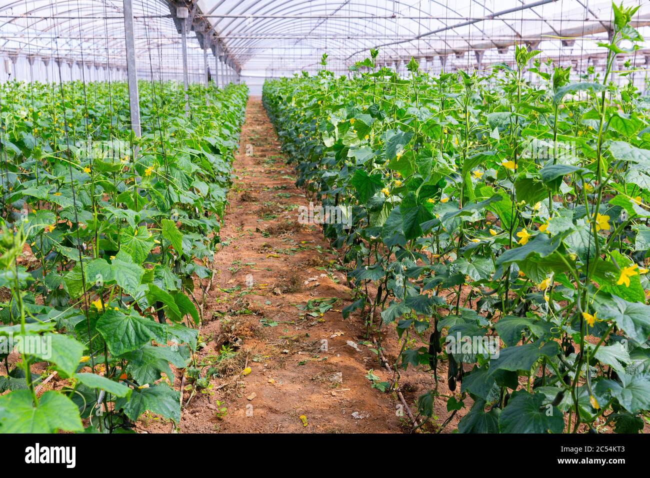 Rows of cucumber plants growing in large commercial greenhouse ...