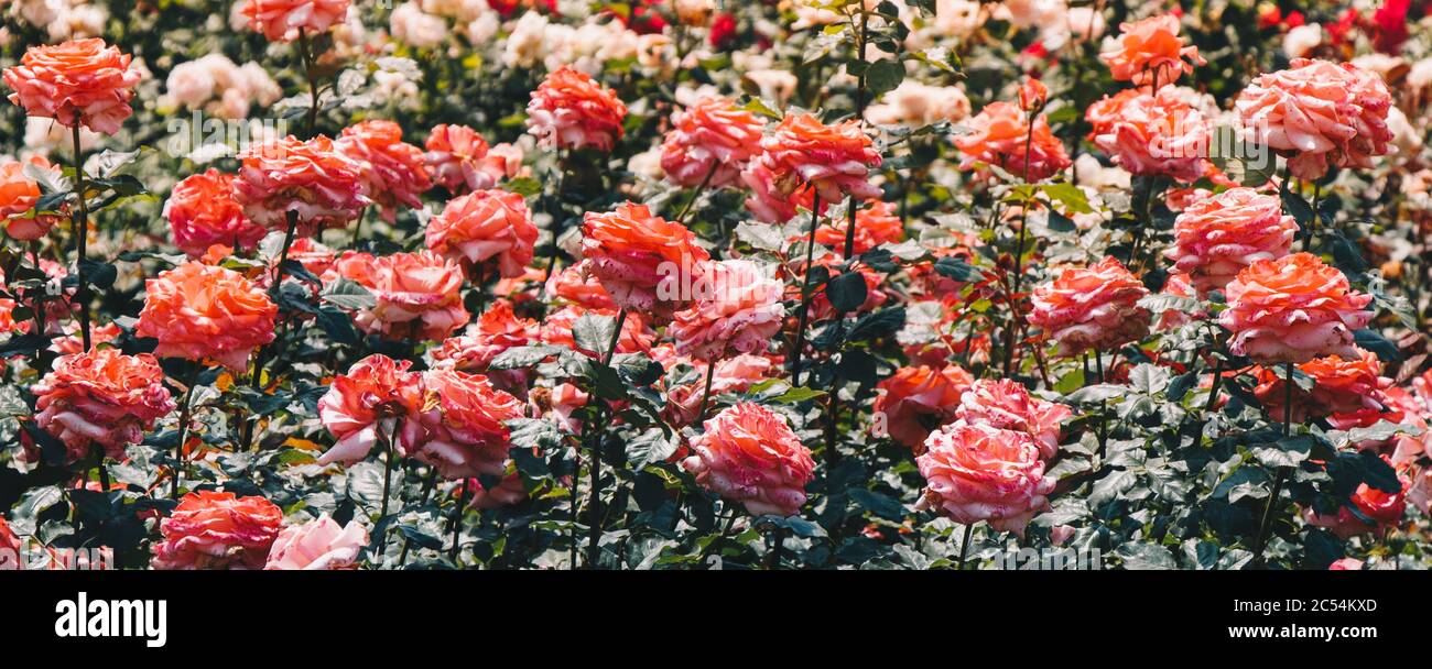 Pink roses in a botanical park in Istanbul on display Stock Photo - Alamy