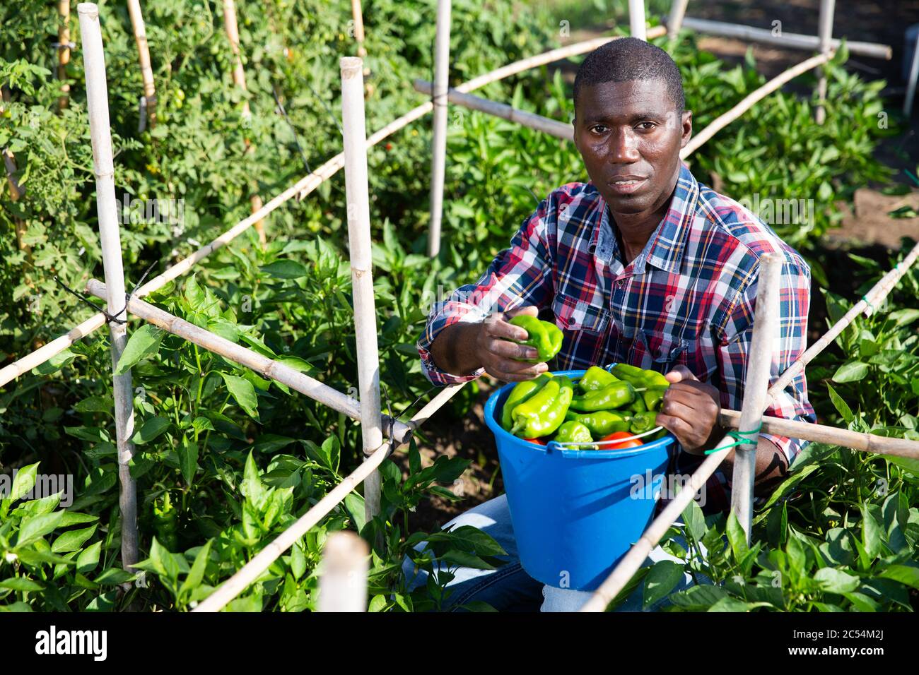 Positive afro male farmer picking carefully bell peppers in bucket on ...