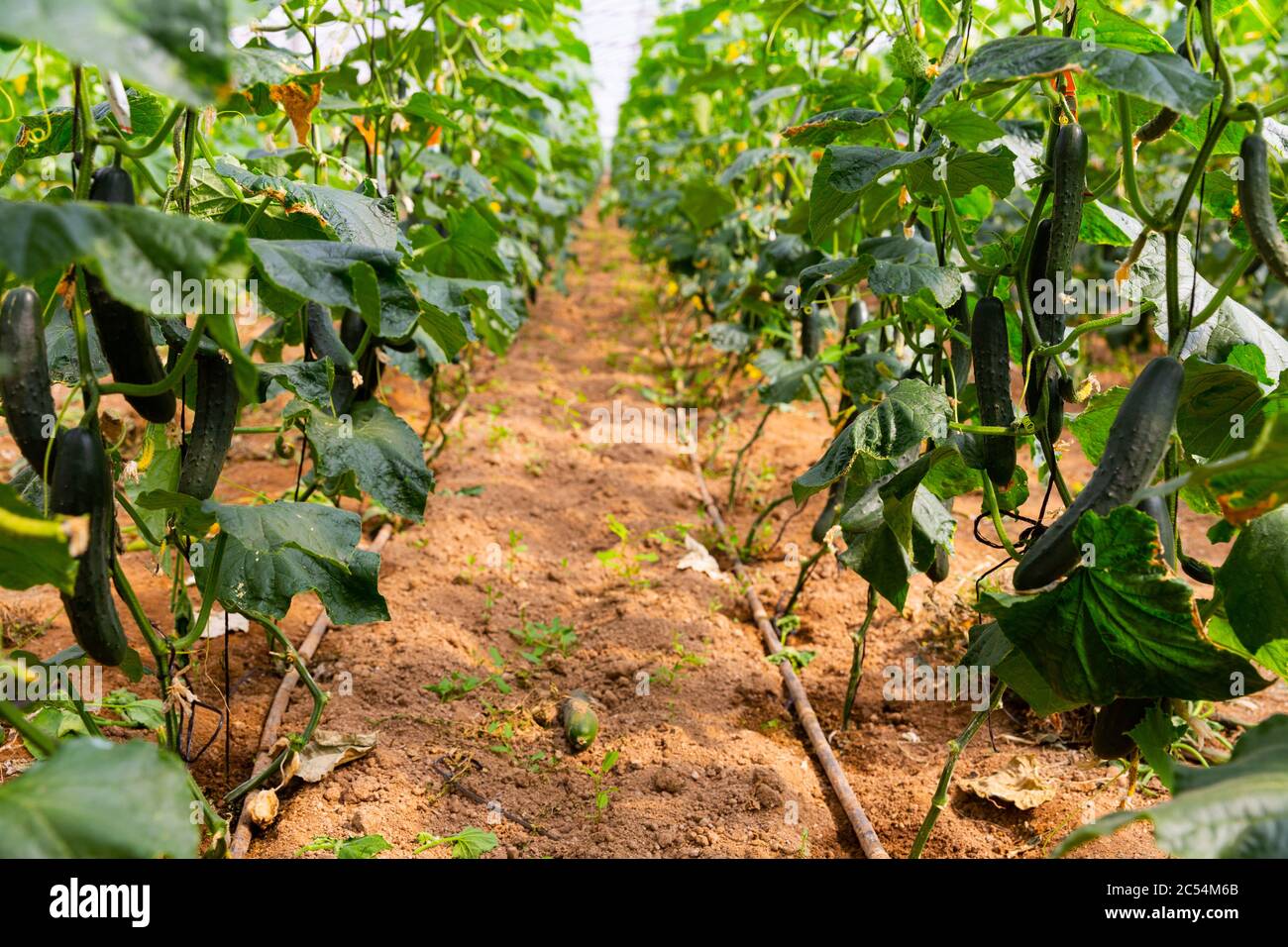 Young fresh cucumbers hanging on bushes planted in commercial hothouse ...